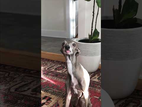 Smooth Brain, No Ridges No Lumps. No Thoughts Just Blep