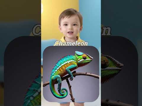 Kids' Zoo | Awesome Animals with Names Starting with C
