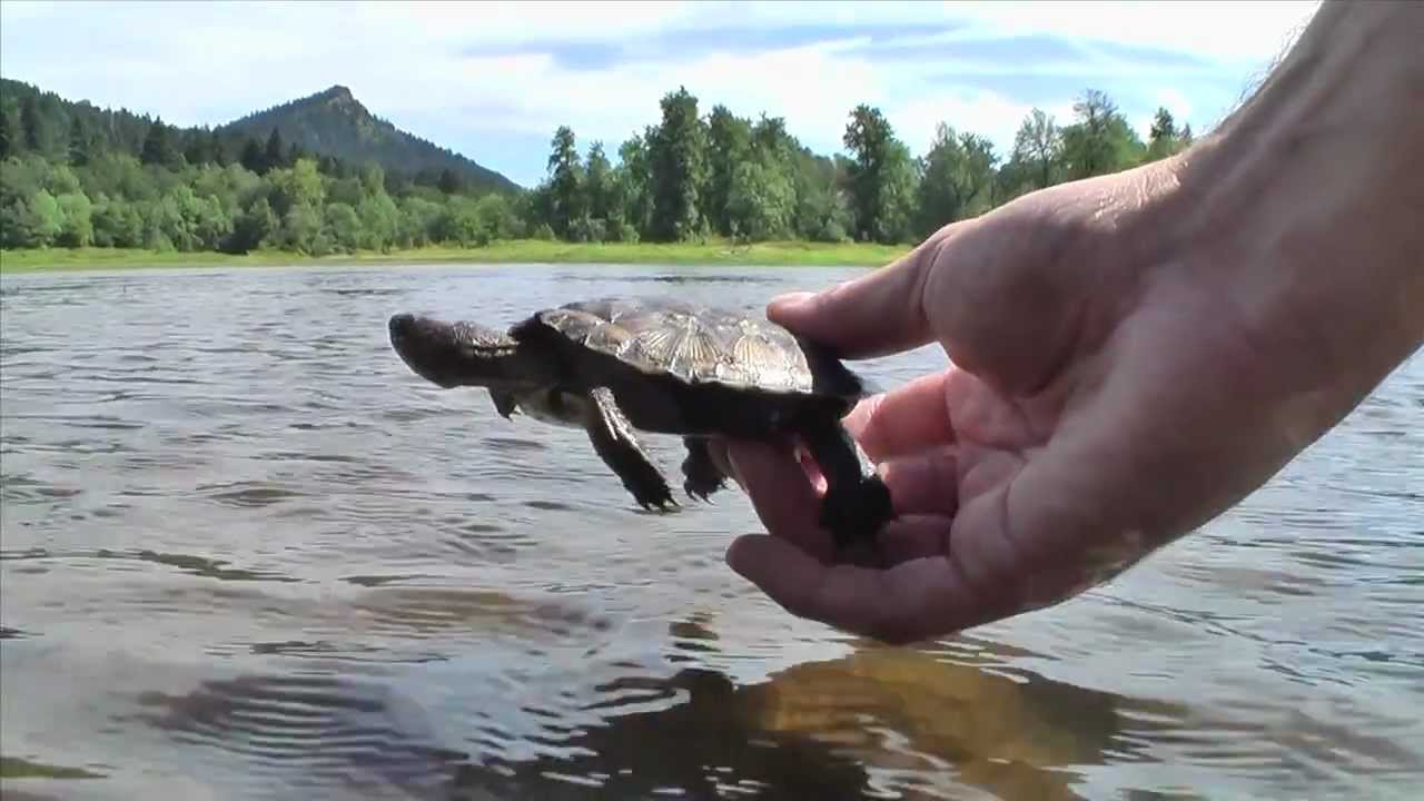Western Pond Turtle Conservation