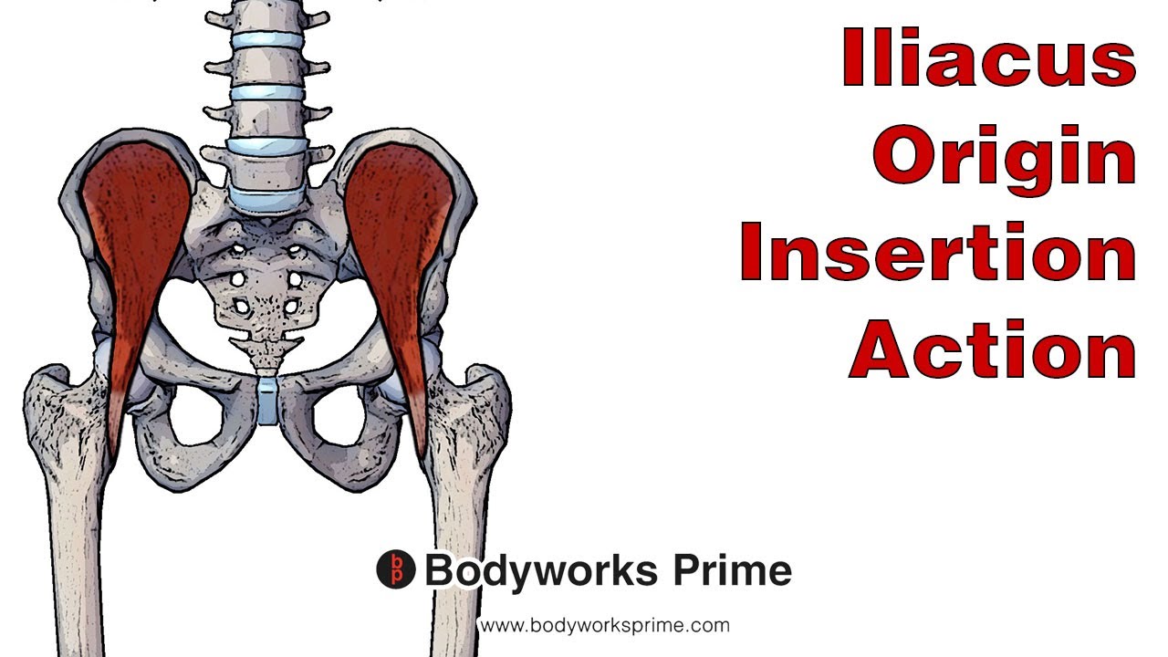 Iliacus Anatomy: Origin, Insertion & Action