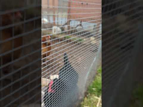 Which came first? Chicken or the egg? #americana #countrymusic #backyardchickens