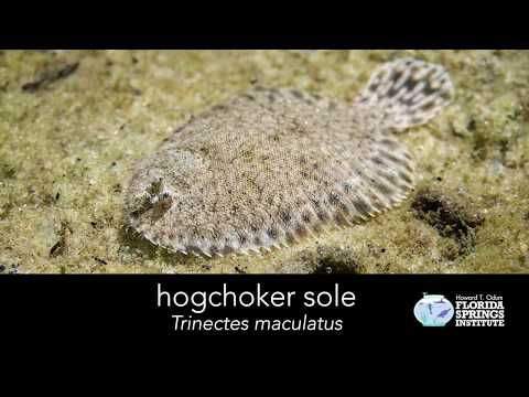 Hogchoker – Florida Springs Institute