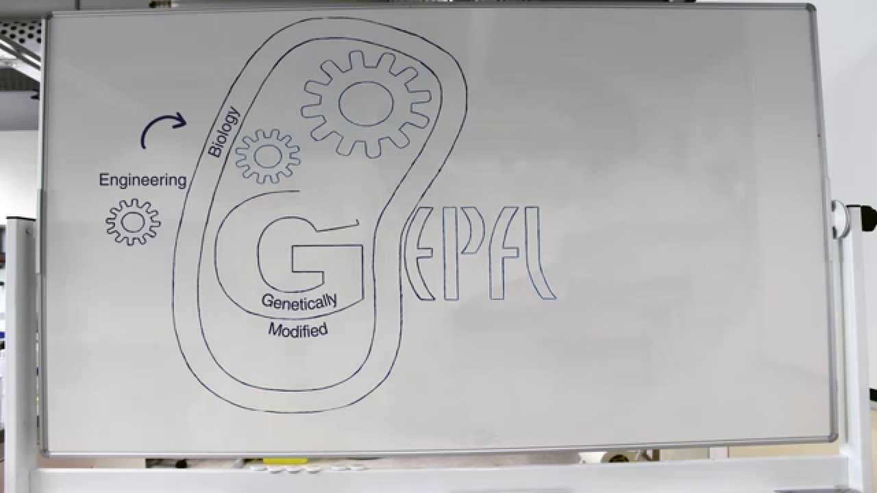 iGEM EPFL 2014