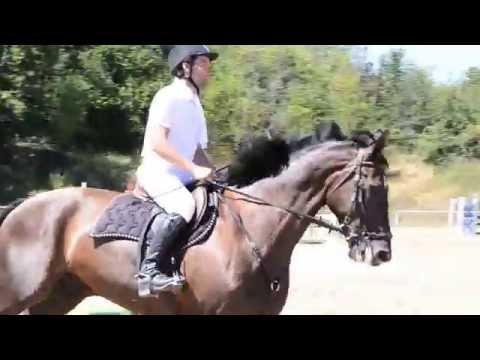 Show jumping prospect for sale! Ultimo x Phin Phin x Voltaire