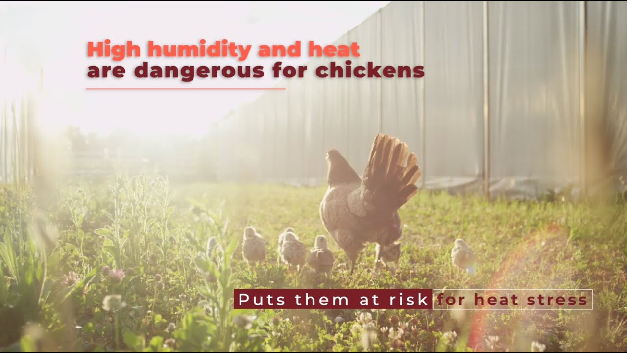 Preventing Heat Stress: How to Keep your Flock Happy and Healthy This Summer