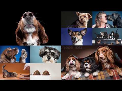 Pet Portrait Experience at Zzzone Photography Studios