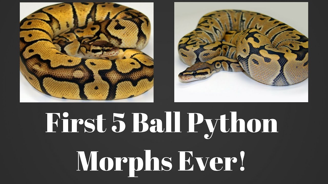 First 5 Ball Python Morphs To Ever Be Produced! - Benjamin's Exotics