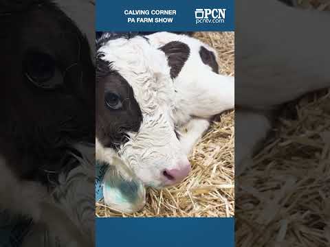 2025 PA Farm Show | Calving Corner