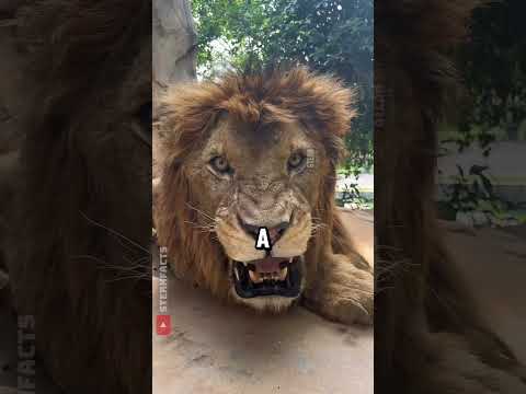 Real Lion Roar vs. Movie Roar
