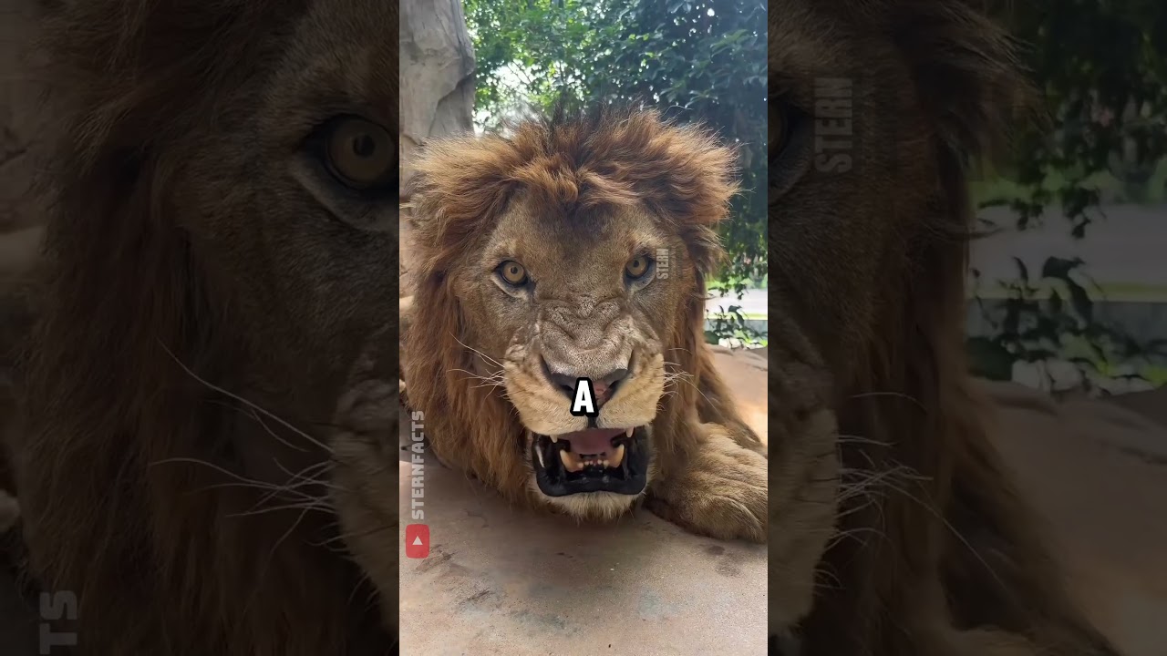 Real Lion Roar vs. Movie Roar