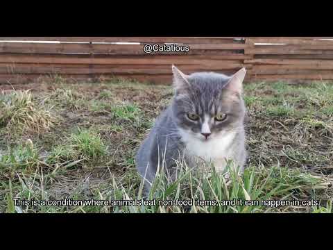 Why Your Cat Is Eating Paper: Causes, Solutions, and What You Need to Know