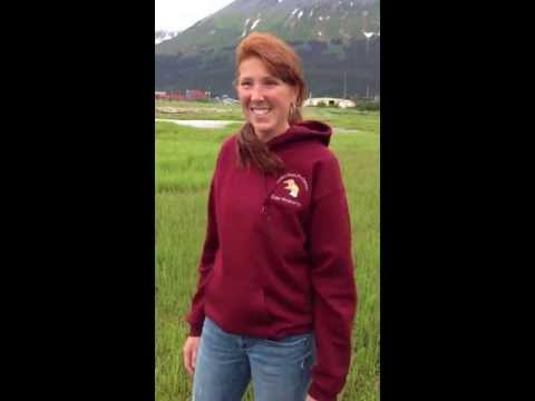 Y/6 resighting location, Seward, AK
