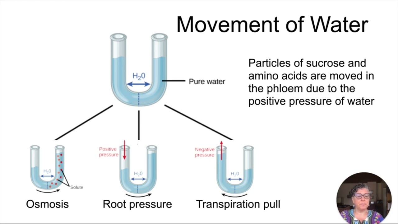 IGCSE Biology Cambridge syllabus 8.4.1