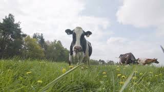 Arla Cravendale TV ad – behind the scenes - Farmer and cow bon ...