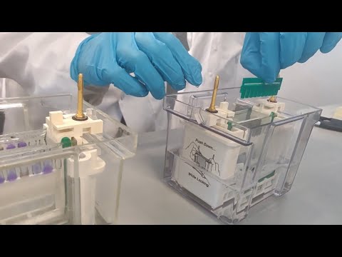 What is SDS-PAGE and How To Carry It Out In The Lab | How does SDS-PAGE Work