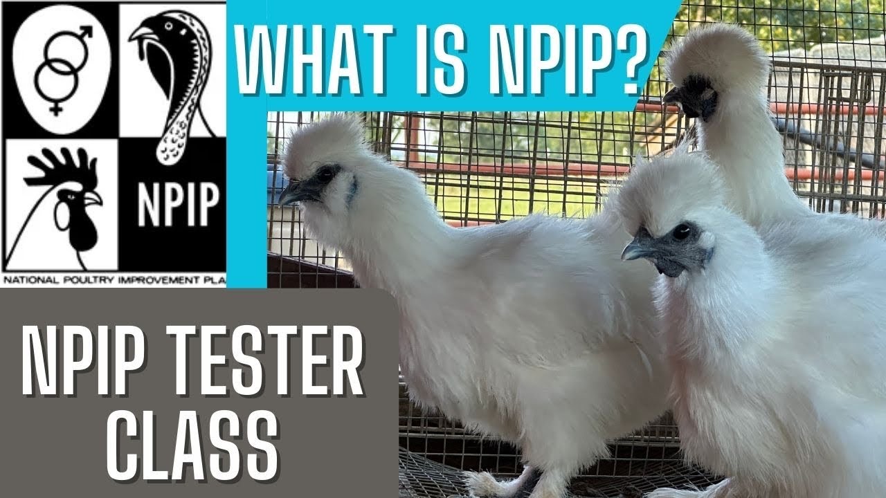 Poultry Tester Certification Class: Start To Finish NPIP class, What Is NPIP? Learn Poultry Diseases