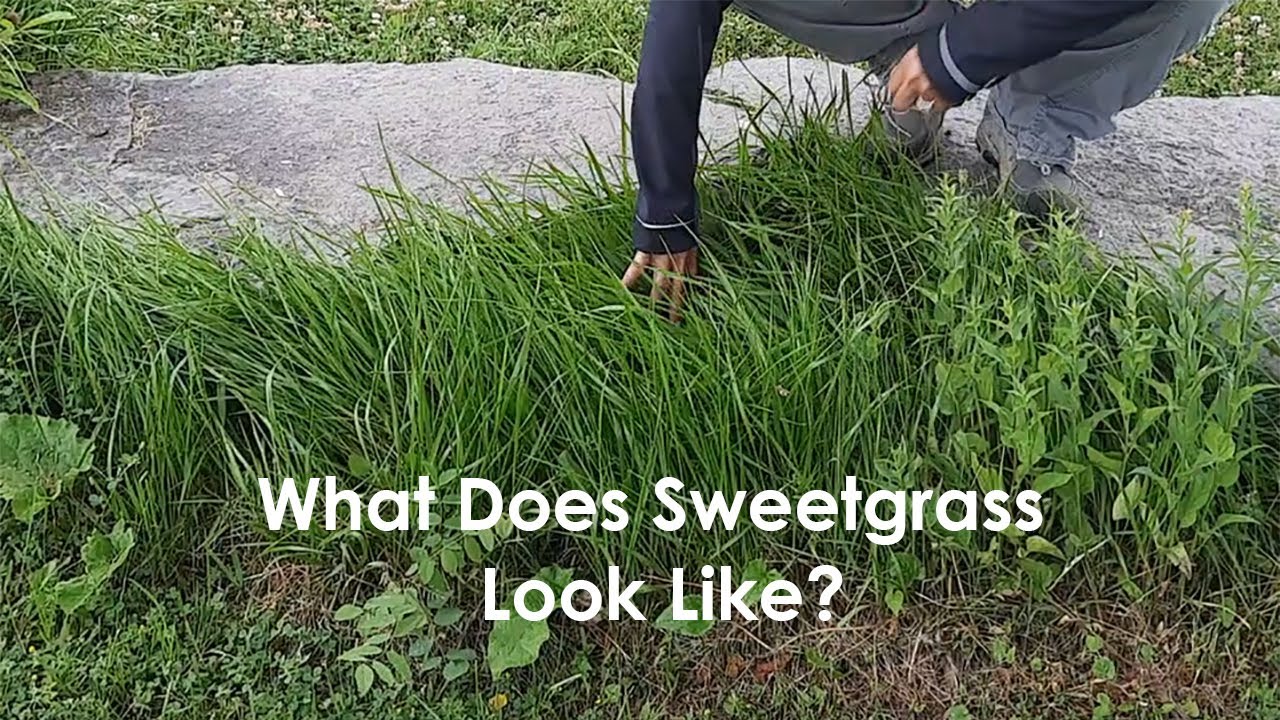 What Does Sweetgrass Look Like?