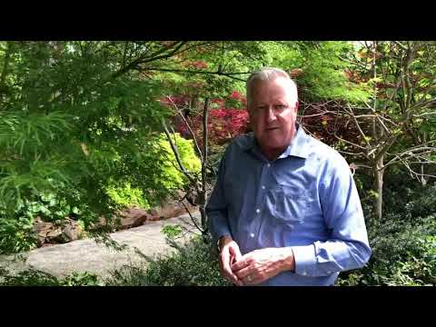 Plant Features: Plum Yew