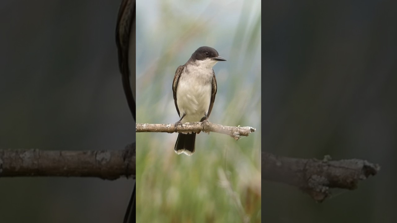 Eastern Kingbird #binoculars #bird #birdwatching #backyardanimals #birding #nature #birdwatch #birds