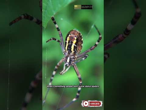 Amazing Facts About Spiders You Didn't Know! #shorts