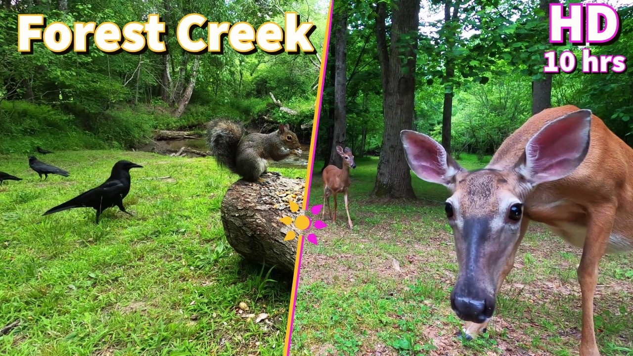 Entertain your pets with a Forest Stream featuring Squirrels, Crows and Deer | 10-Hour Cat & Dog TV