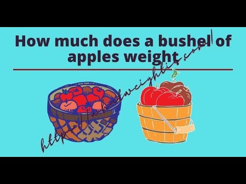 How much does a bushel of apples weight