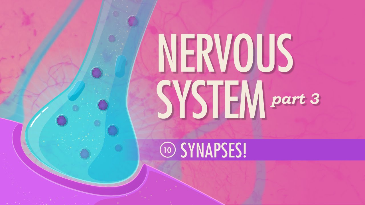 Understanding Synapses: The Tiny Powerhouses of the Nervous System ...