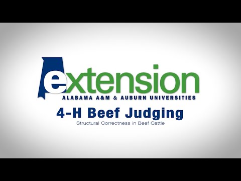 4-H Beef Judging: Structural Correctness in Beef Cattle