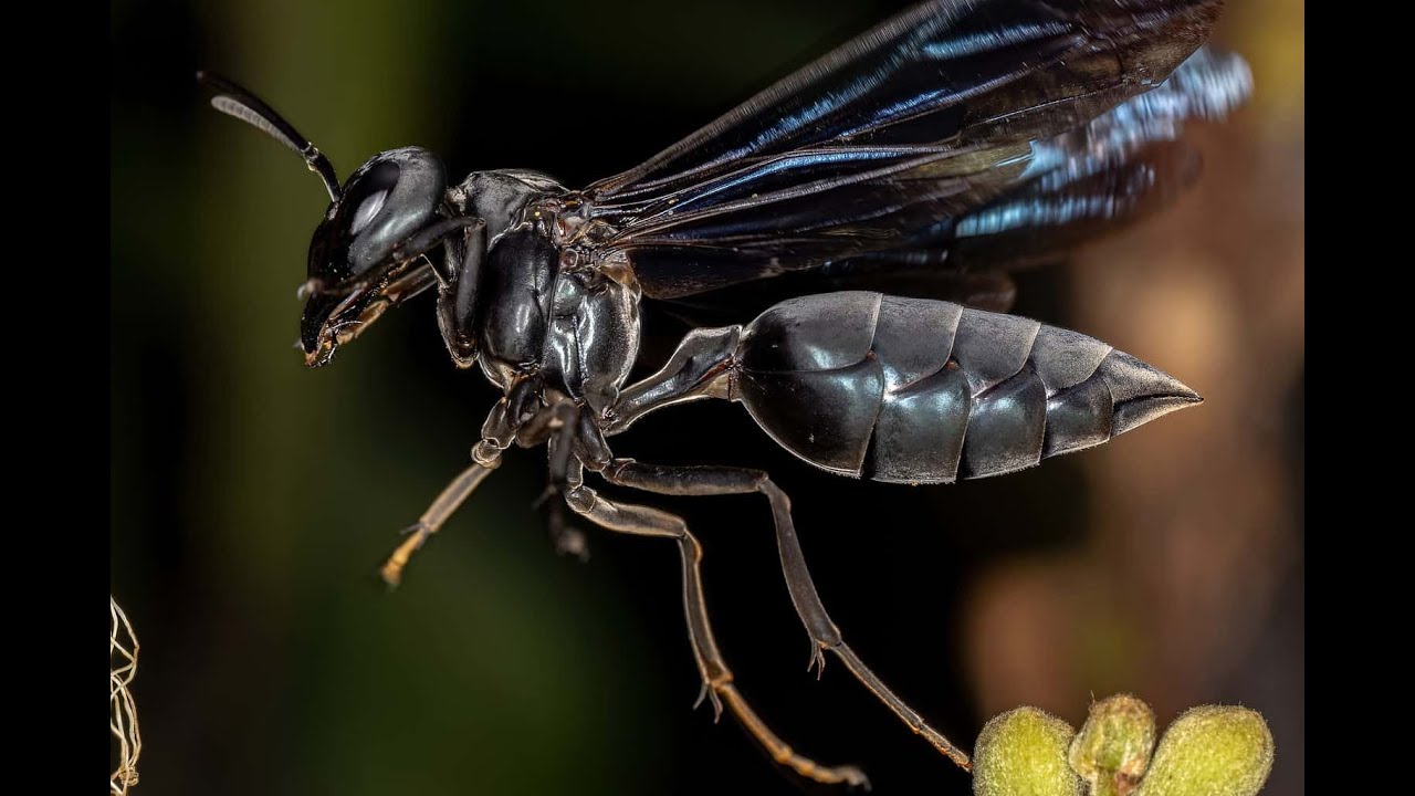 5 Fascinating Facts About the Great Black Wasp!#animals @wildaiw #wildlifeconservation