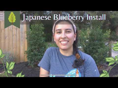 Japanese Blueberry Install | Planter Demo