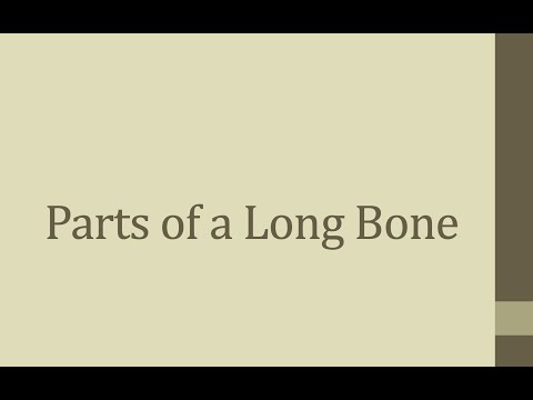 Parts of a Long Bone