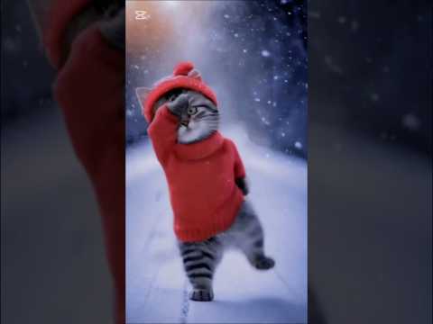 cute cat funny dance video πΉ || #funny #funnydance #ytshort #shortfeed #youtubeshorts #shortviral