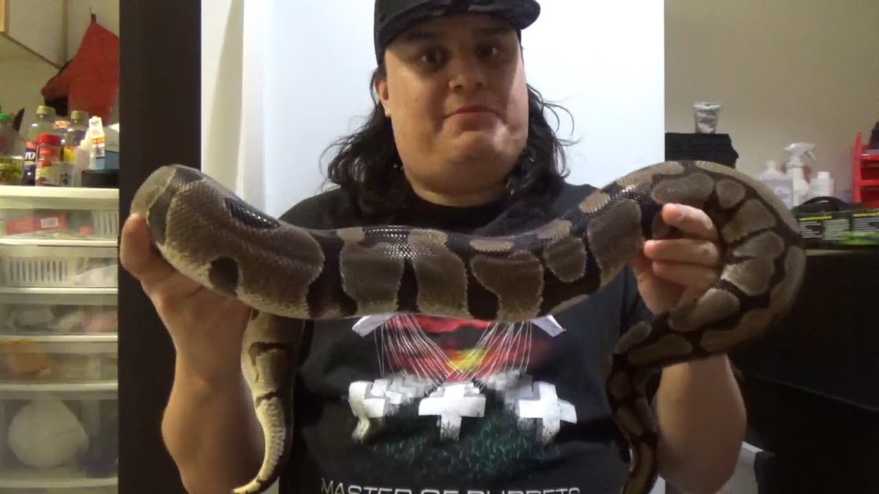 Variance in Normal Ball Pythons