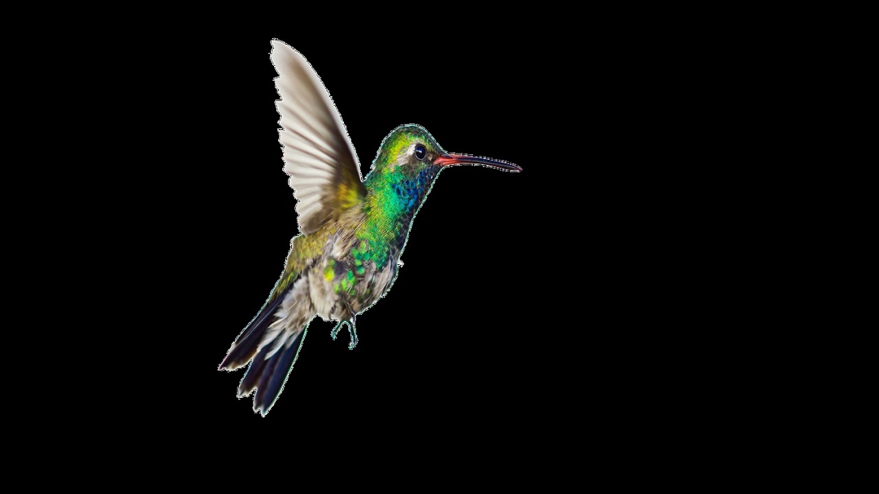 Hummingbird 2 PNGs