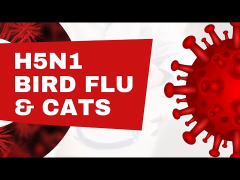 Bird Flu in Cats: What You NEED to Know!
