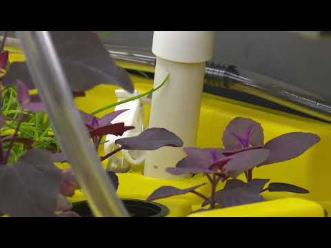 From the Farm: Researching Marine Aquaponics, Purdue University