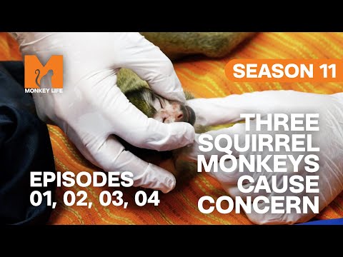 Rescued Squirrel Monkeys Cause Concern in Monkey Life | S11 E01, 02, 03 & 04 | Full Episodes