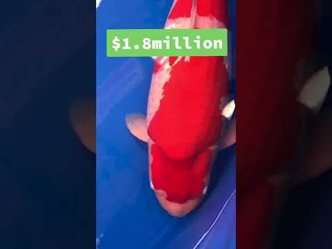 Most expensive koi ever sold!