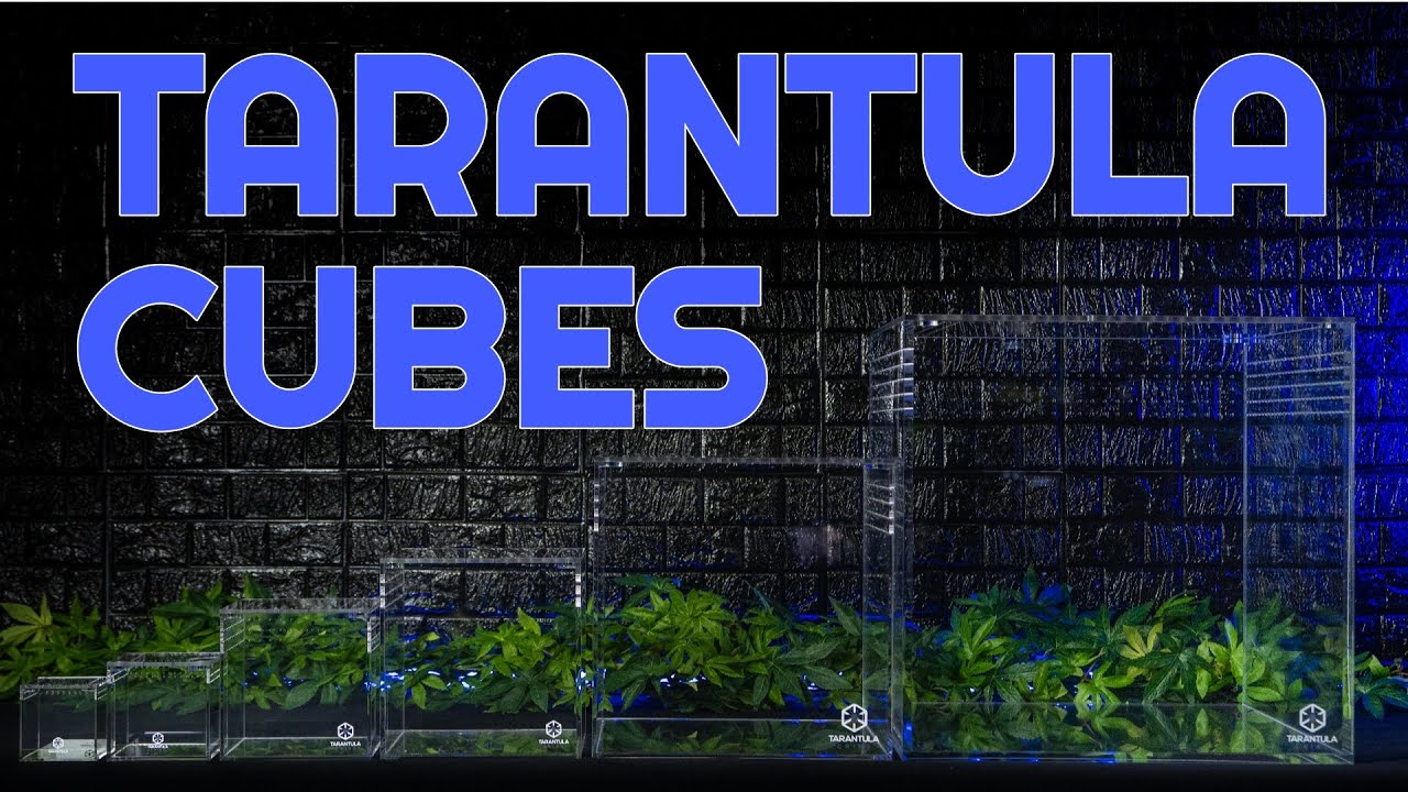 Is this the MOST Versatile Tarantula Enclosure? | The Tarantula Cube
