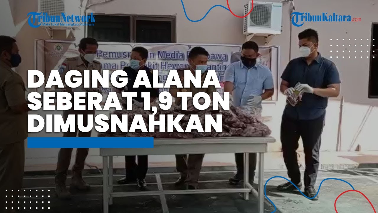Perdana di Tahun 2021, BKP Tarakan Musnahkan Daging Alana 1,9 Ton ...