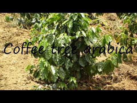How to pronounce Coffee tree arabica in English?