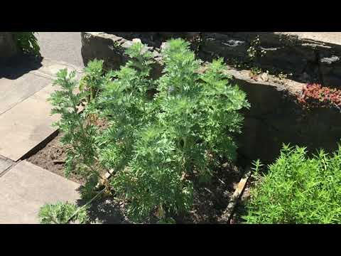 Wormwood - Artemisia absinthium - Daisy Family
