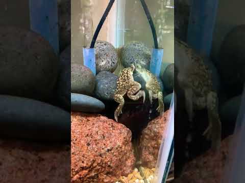 African Clawed Frog Hunting on the Crazy Train