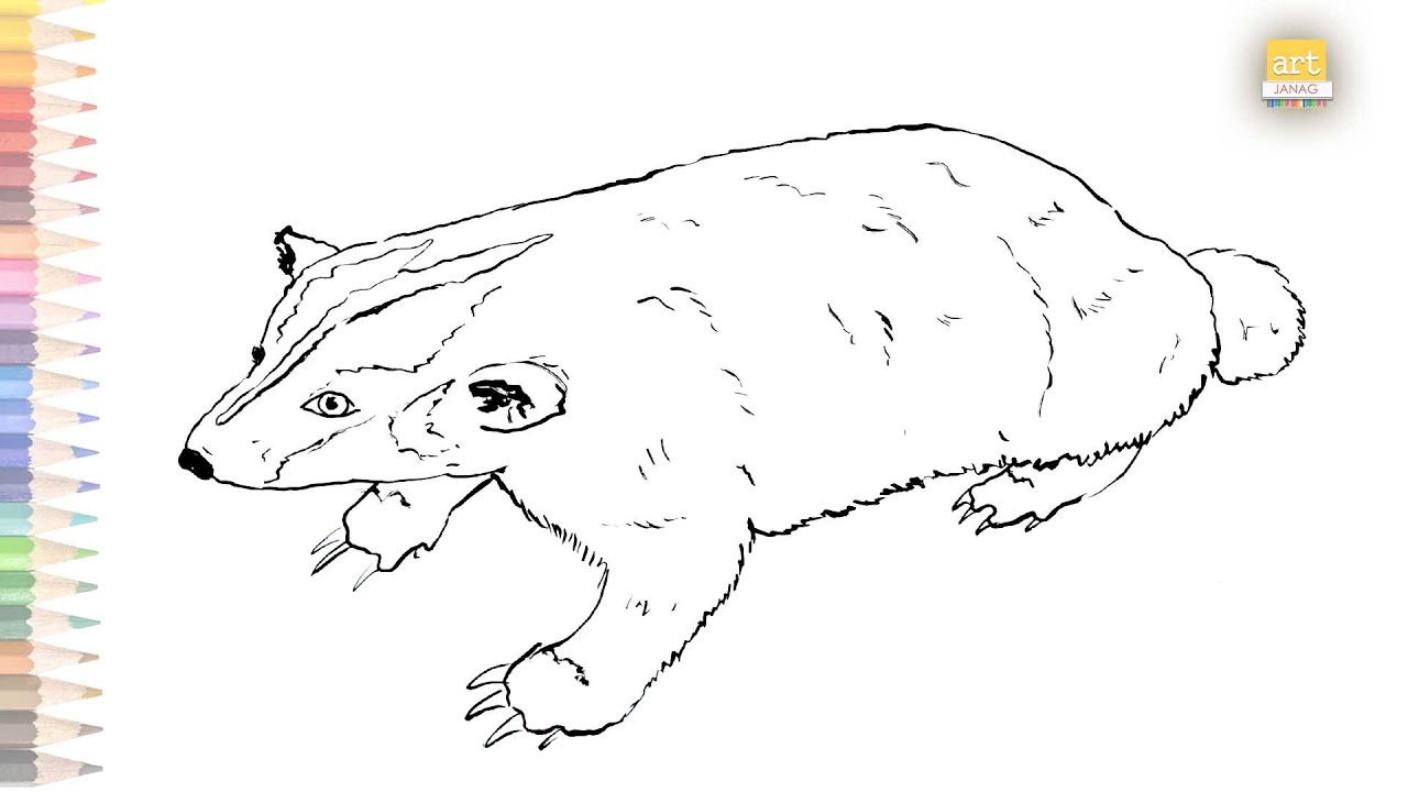 American Badger drawing | How to draw Badger drawing step by step