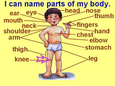 Parts of body | body parts | know your body | teachers' help