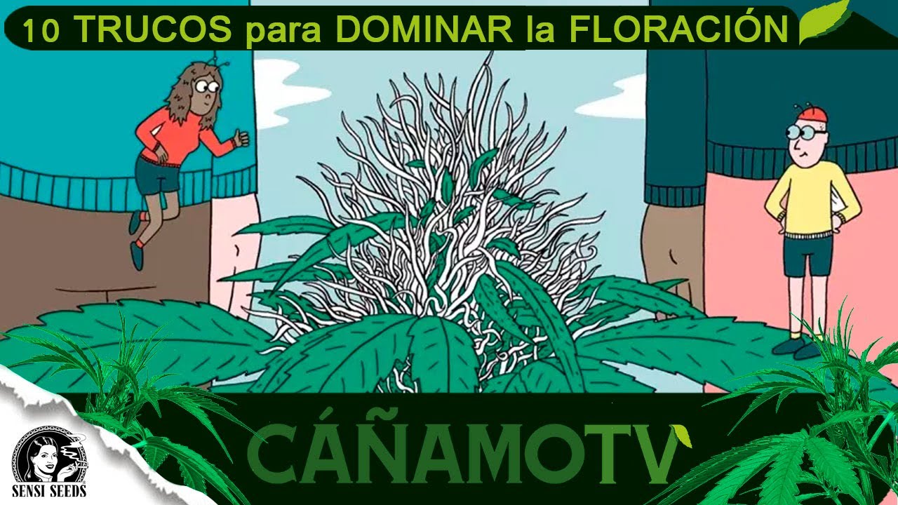 10 TRUCOS para DOMINAR la fase de FLORACIÓN  🌷🌼🌸🏵