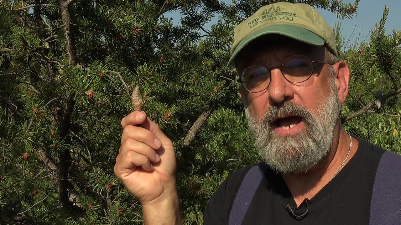 Jack Pine - Ugly but interesting!