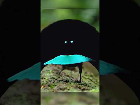 Male Vogelpop The Superb Bird Of Paradise
