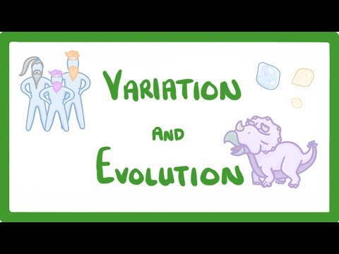 Variation within a species Video Lecture - Year 9 Biology (Cambridge ...