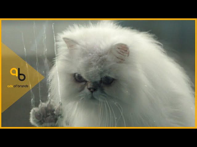 Ad of the Day | Back Market: Sorry cats - adsofbrands.net